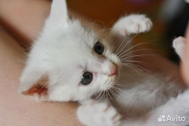 Белоснежный Котёнок Ищет Дом