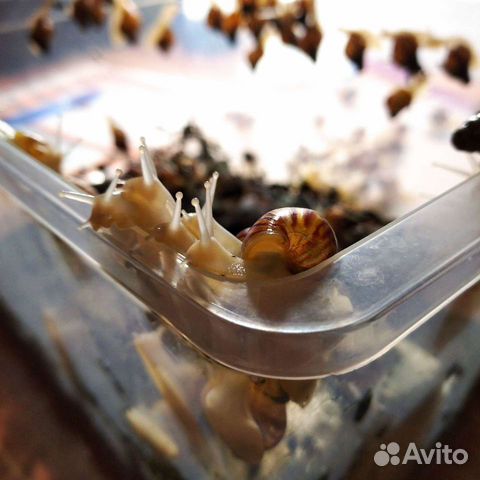 Улитки ахатины гигантские