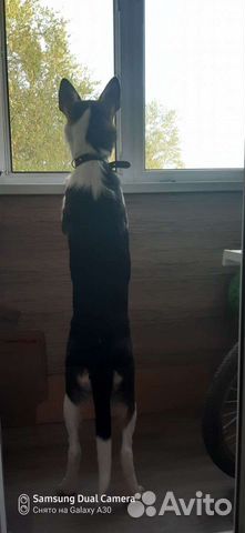 Собаки бесплатно