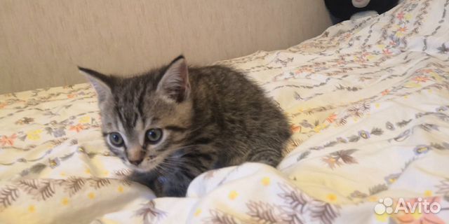Шотландские котята(метисы)