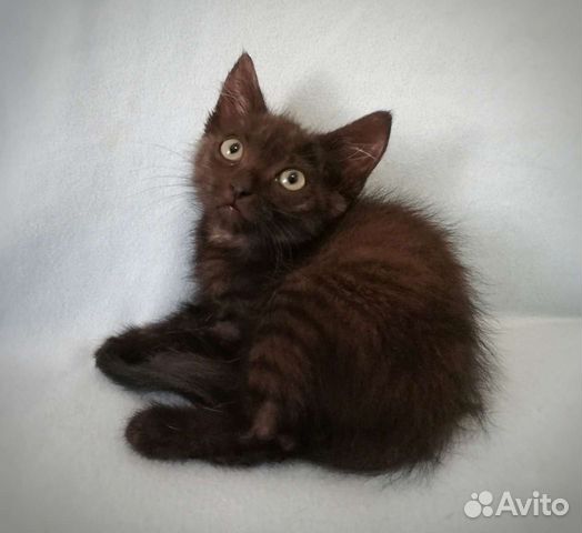 Маленький умничка ждëт своих хозяев