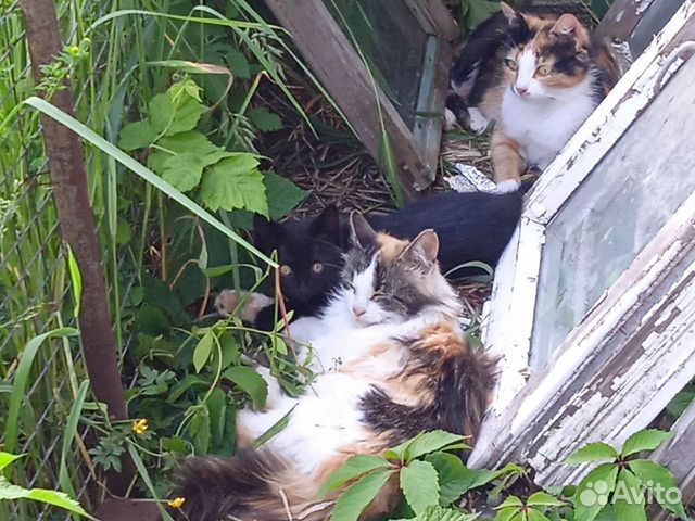 Котенок в дар