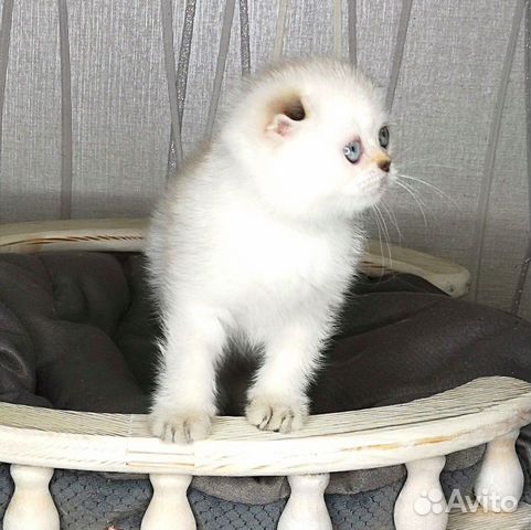 Малыш вислоухий