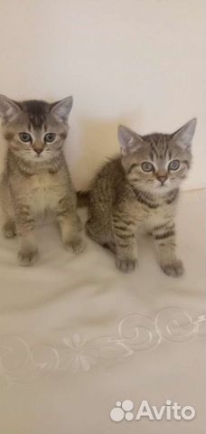 Британская