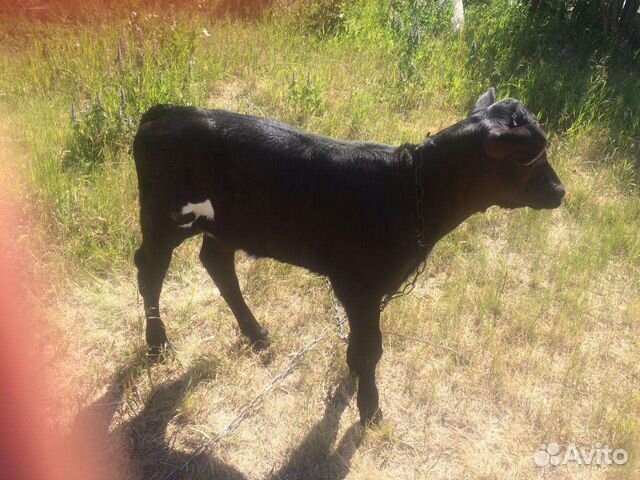 Корова телка