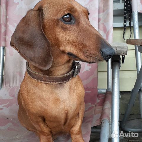 Продаю щенков таксы