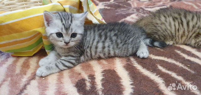 Шотладские котята