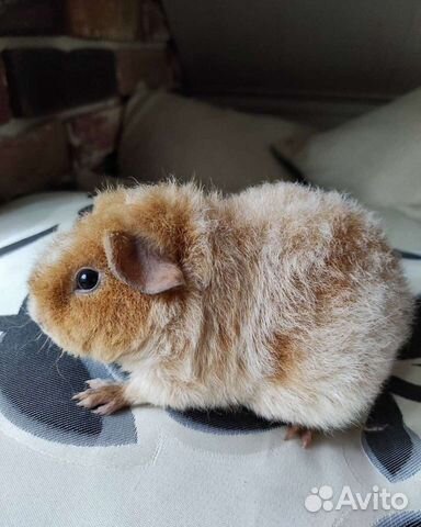 Морская свинка Американский тедди самка