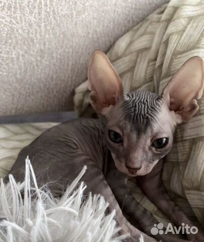 Донской сфинкс