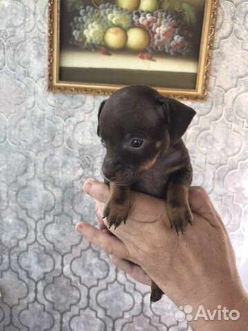 Чудо малыши тойчики