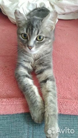 Кошка Маня ищет зозяина. Отдадим в хорошие руки