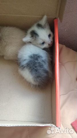 Три кота.Три хвоста.Ищу хозяев