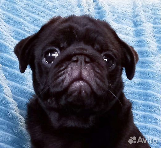 Щенки мопса