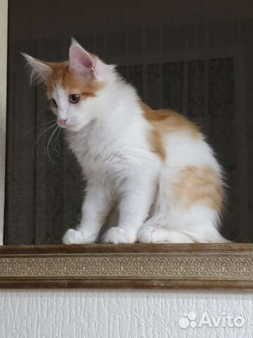 Кошка в дар