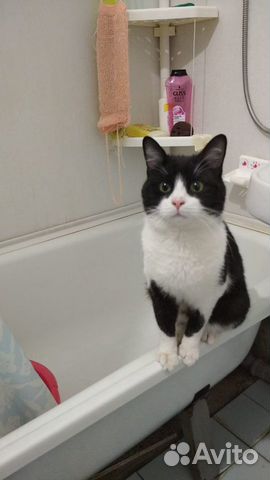 Сладкий Пончик в добрый дом