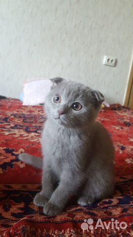 Британские котята