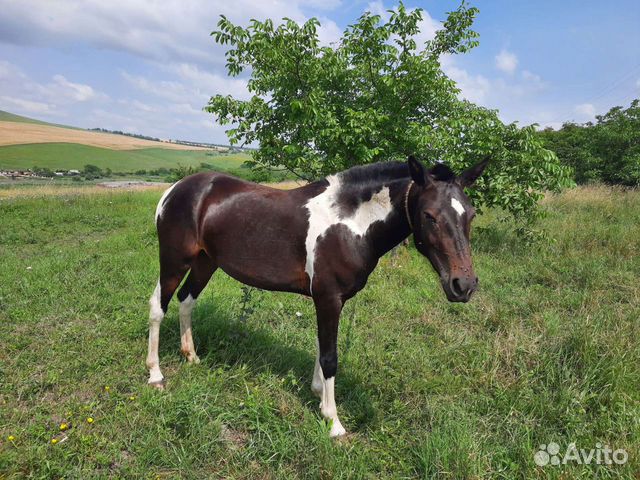 Молодая кобылка