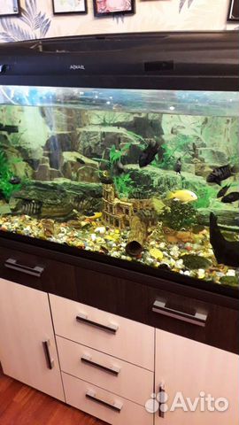 Аквариумные рыбки, цихлиды (зебра)