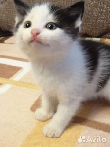 Найден котенок(мальчик)