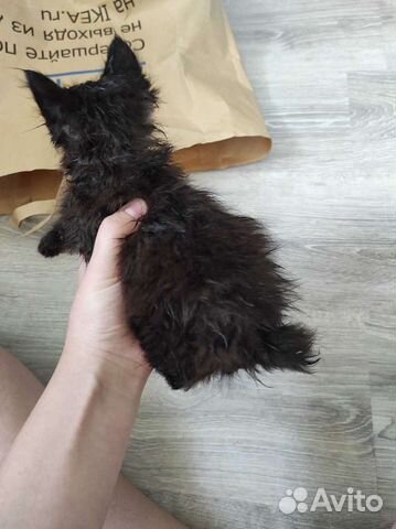 Котëнок
