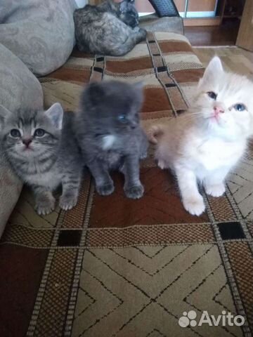 Котята в добрые руки