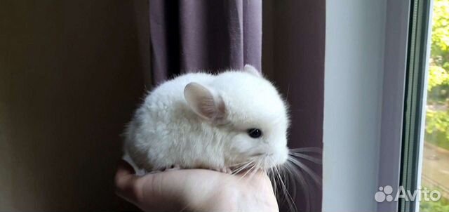 Шиншилла носитель ангоры