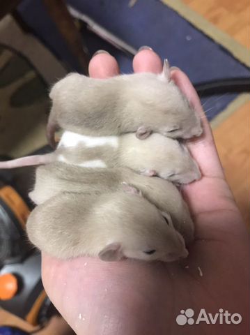 Крысята дамбо