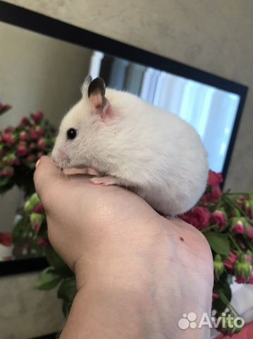 Сирийский хомяк