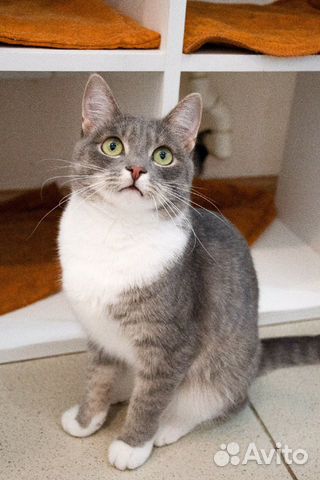 Кошка молодая бесплатно