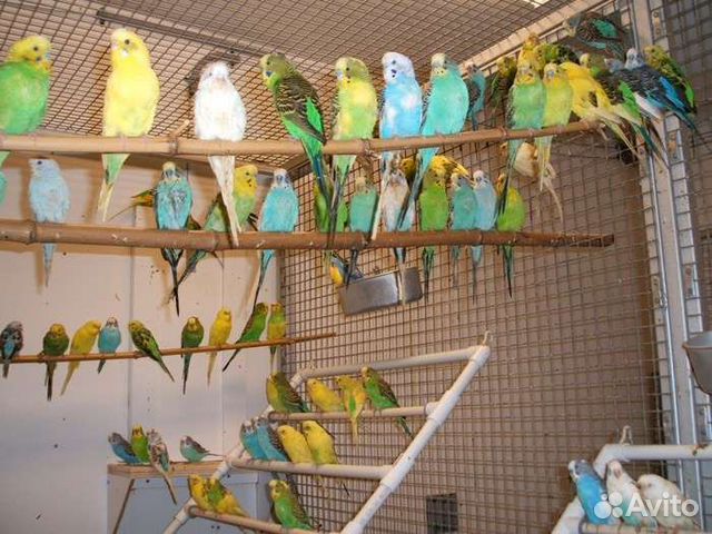 Волнистые попугай (Пары)