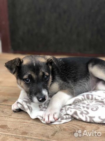 Славная девочка ищет дом. Щенок