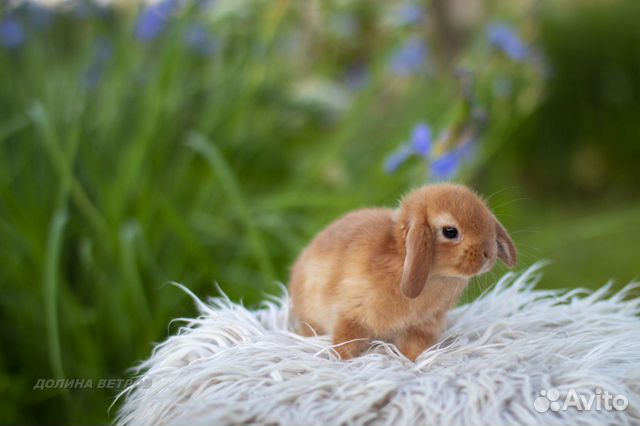 Декоративный ролик минилоп желтого окраса, мальчик