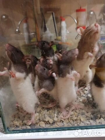 Декоративная крыса