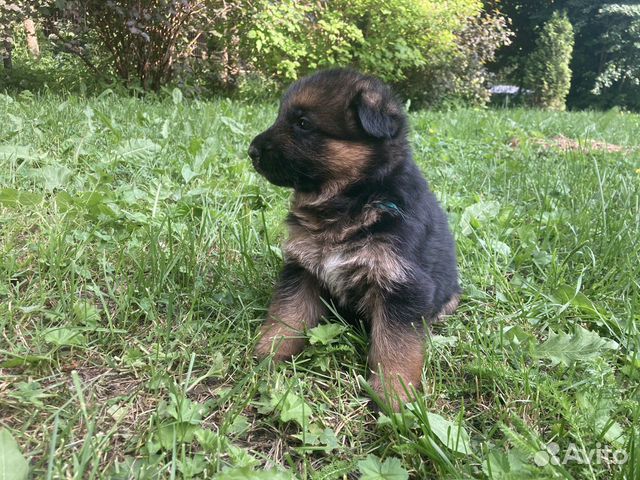 Продажа щенков немецкой овчарки