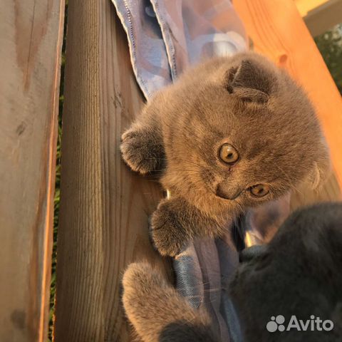 Продаются британские котята (мальчики)