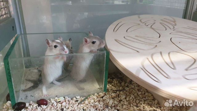 Монгольские песчанки