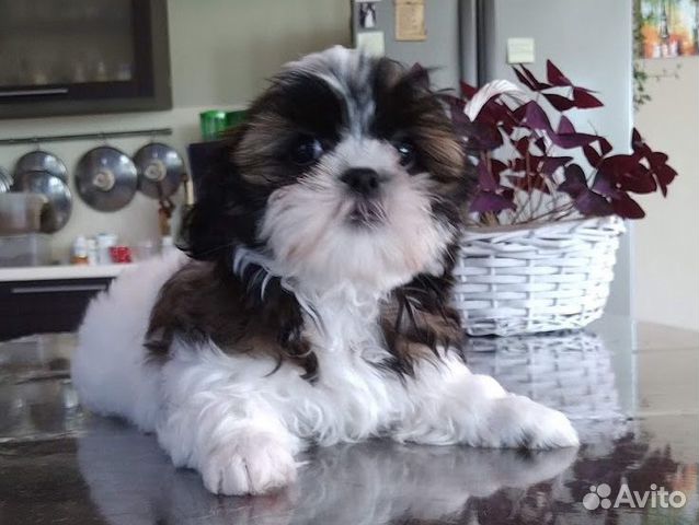 Чудо-чудное, диво-дивное