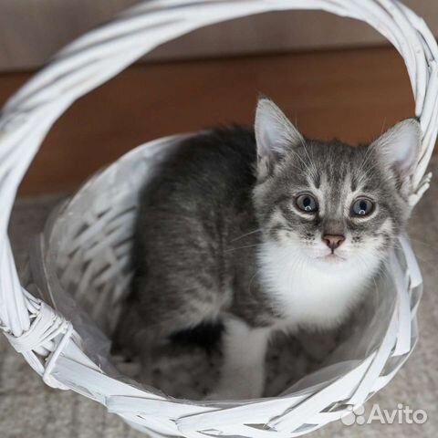 Котята ищут дом