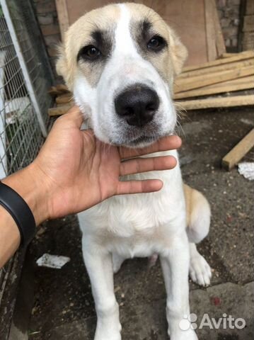 Среднеазиатская овчарка