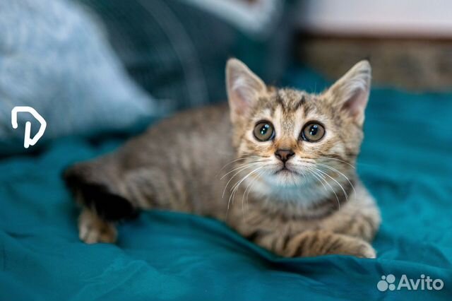 Котята британцы