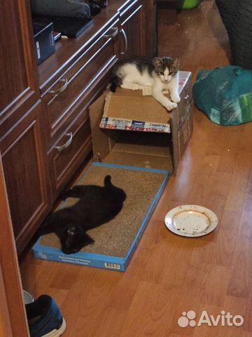 Крутые котята