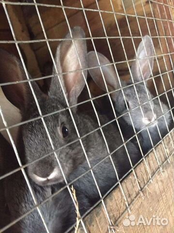 Кролики мясных пород