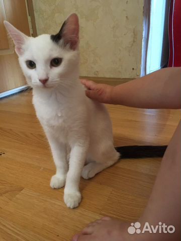 Анатолийская кошка