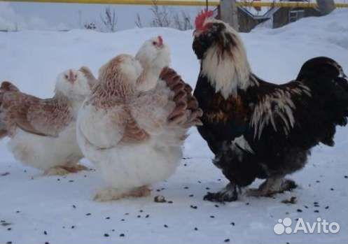 Фавероль семья