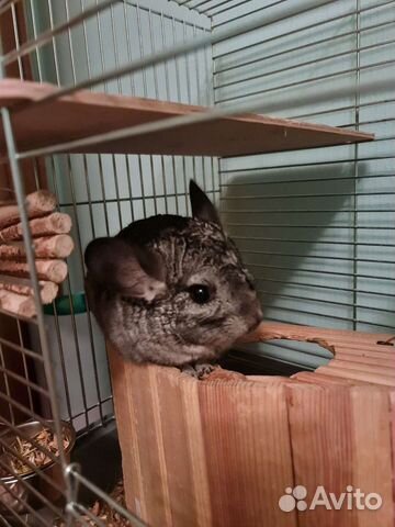 Серебристая шиншилла