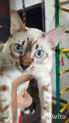 Бенгальская кошка