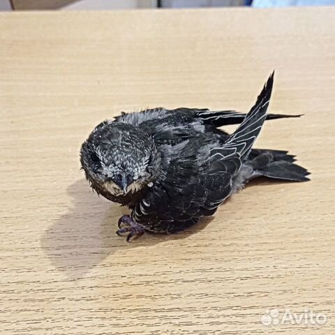 Отдам стрижа (птенец) вместе с кормом в добрые рук