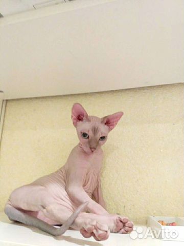 Канадский сфинкс (девочка )