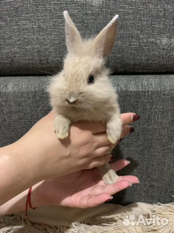 Декоративные кролики