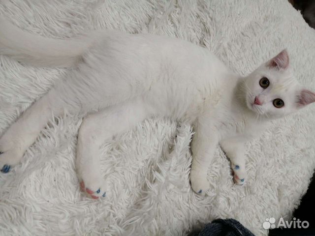 Кот для вязки Ищем невесту